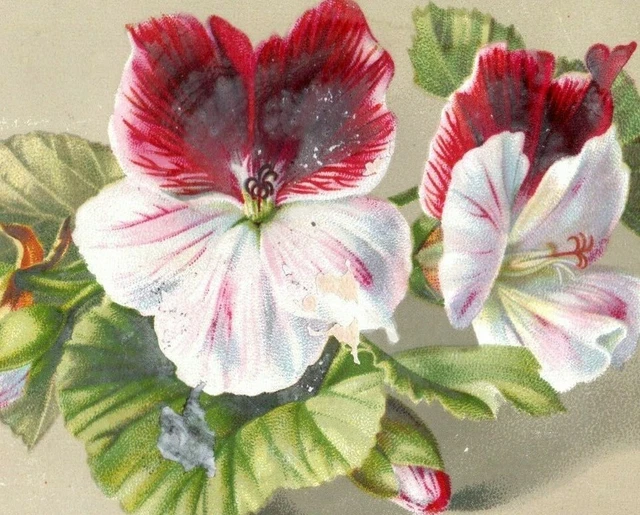 1880'S-90'S RAPHAEL TUCK Love Poem On Back Beautiful Flowers P185 £27. ...