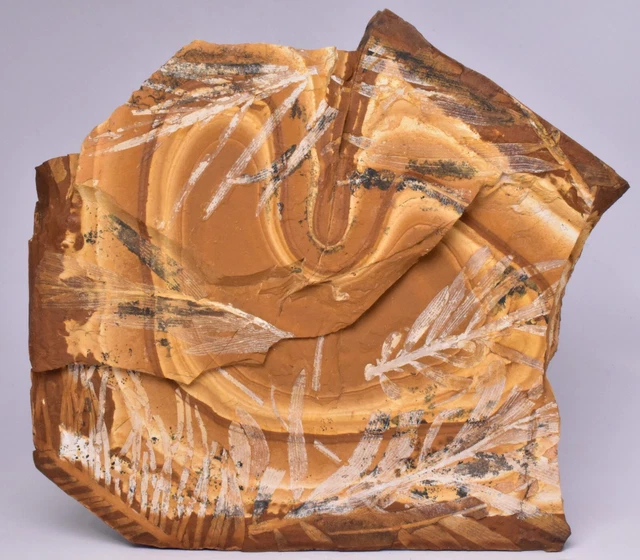 AGATHIS JURASSICA, WOOLLEMI, Talbragar Fish Beds, Nsw F592 $650.00 ...