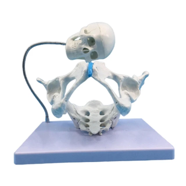FEMALE PELVIC SKELETON Model Delivery Pelvis Model for Display Study ...