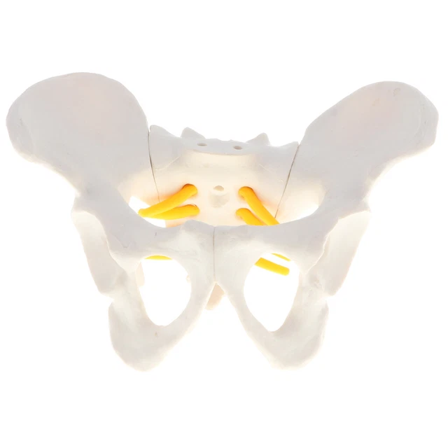 SMALL FEMALE BASIN Skeleton Anatomical Model £10.93 - PicClick UK