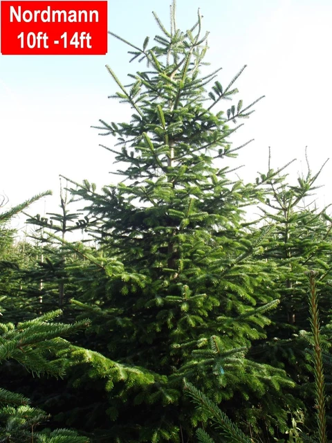 BACHMANN 39-735DC BR Mk2F DBSO Intercity Swallow DCC lights fitted ...