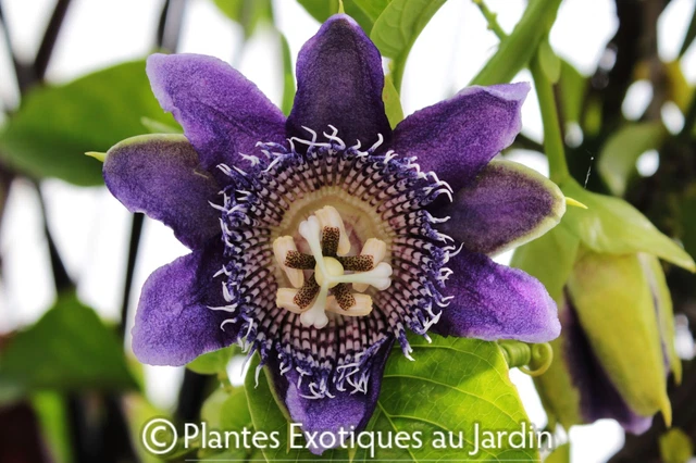 PASSIFLORA MACROCARPA BLUE Moon ° Passiflore ° 1 plant EUR 15,00 ...