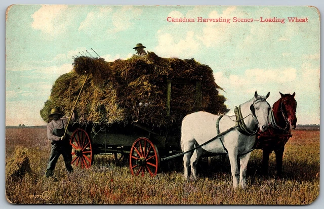 POSTCARD C1905 CANADIAN Harvesting Scenes Loading Wheat Horse Pulled ...