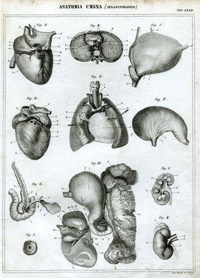ANATOMIA: SPLANCNOLOGIA. MEDICINA. 32. Incisione su rame. Stampa antica ...