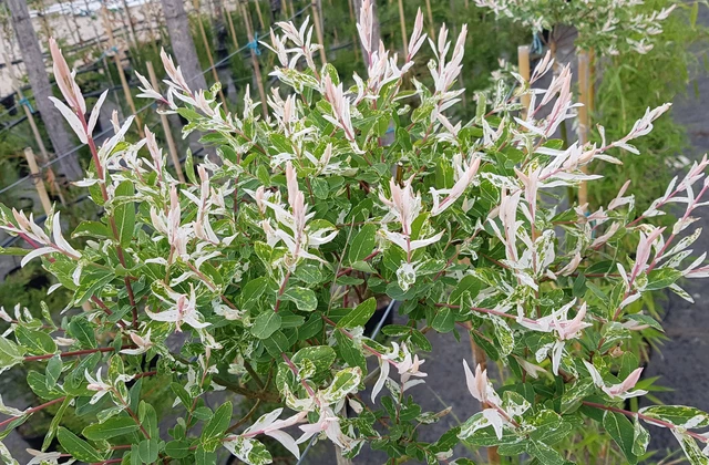 SALIX INTEGRA 'HAKURO-NISHIKI' / Saule crevette / Conteneur de 7 à 10 ...