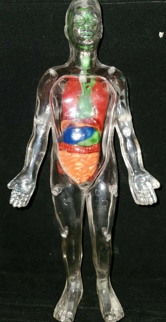 EXTREMELY RARE GREENBRIER International The Human Body Anatomy Model ...