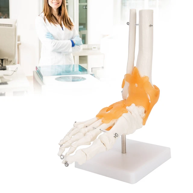 :FOOT JOINT MODEL With Ligaments,Foot Ankle Human Anatomical Model £30. ...