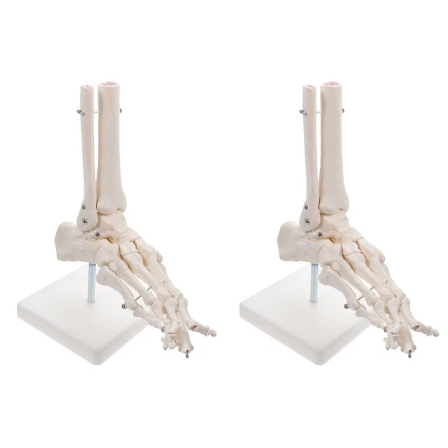 SKELETON 3D ANATOMY Skeletal Foot Model Foot Joint Model Human Skeleton ...