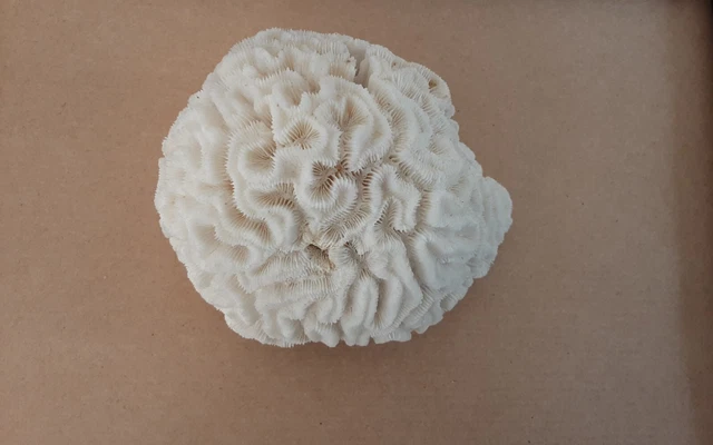 CABINET CURIOSITE ANCIEN Corail Cerveau De Neptune Diploria ...