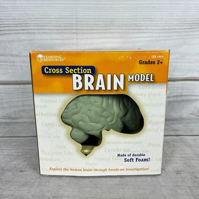 LEARNING RESOURCES SOFT Foam Cross Section Brain Model Teaching Aid £9.36 - PicClick UK