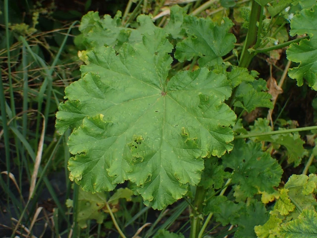 CHINESE MALLOW, CLUSTER Mallow (Malva verticillata) - rare, ex Korea ...