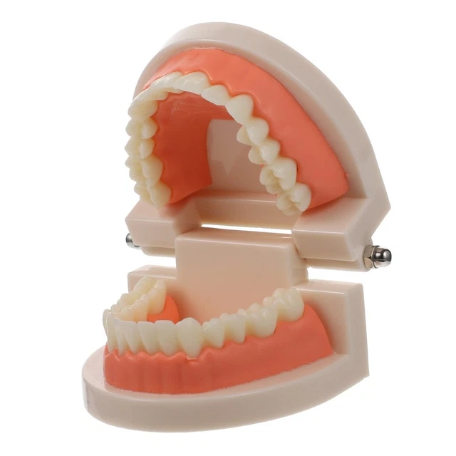 STANDARD TEETH MODEL for Boy Girl Oral Education Demonstration Toy £7. ...