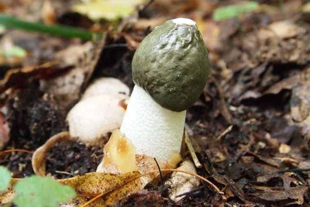 PHALLUS IMPUDICUS GRANO Micelio seco 10g Ithyphallus impudicus Hongos ...