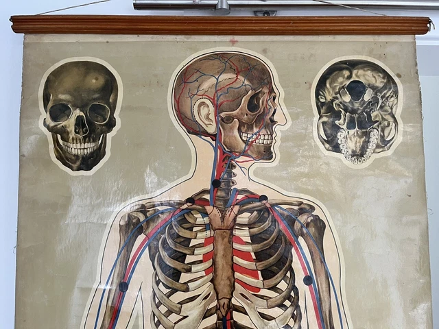 ANTIQUE VINTAGE HUMAN Anatomy Body Wall Chart Poster Medical BRC J.Teck ...