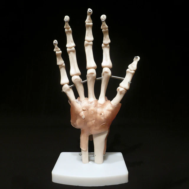 LIFE SIZE HAND Joint with Ligaments Anatomical Medical Model Skeleton ...