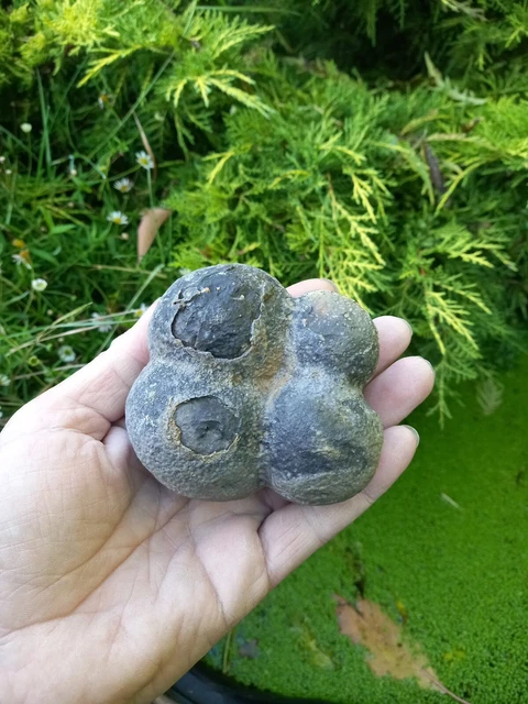 SCYPHOCRINITES CRINOID FLOAT bulb Morocco Rare Devonian Age Fossil £46. ...
