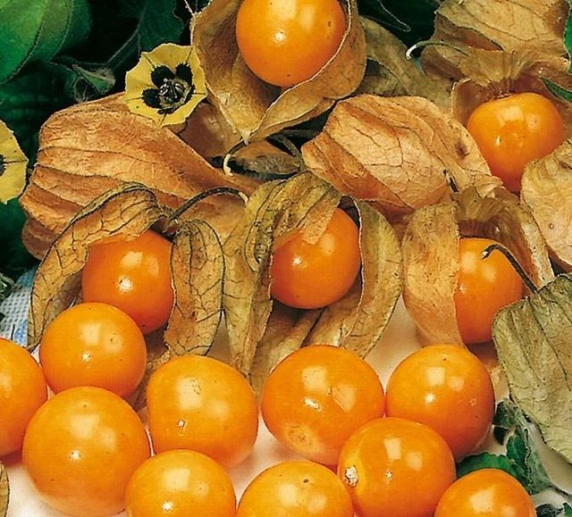 PHYSALIS PERUVIANA 'GOLDVITAL® Fruit Bush Plug Plants Pack x6 £6.95 - PicClick UK