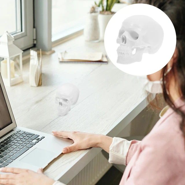 SIMULATED HEAD MODEL Anatomy Skeletons Anatomically Correct Skull £10. ...