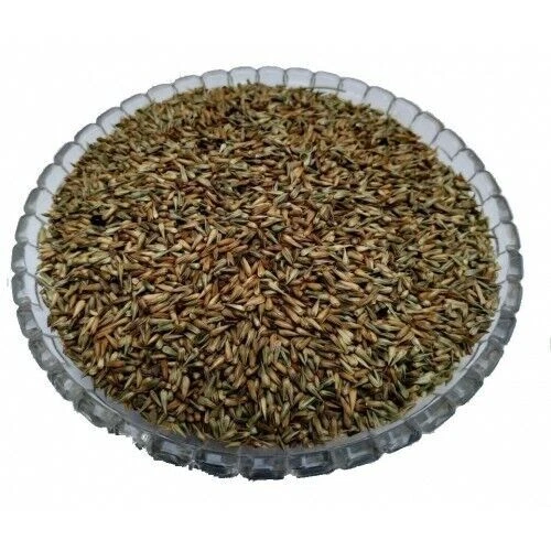GRAINES APAMARG PANCHANG - Graines Latjira - Chirchita - Achyranthes ...