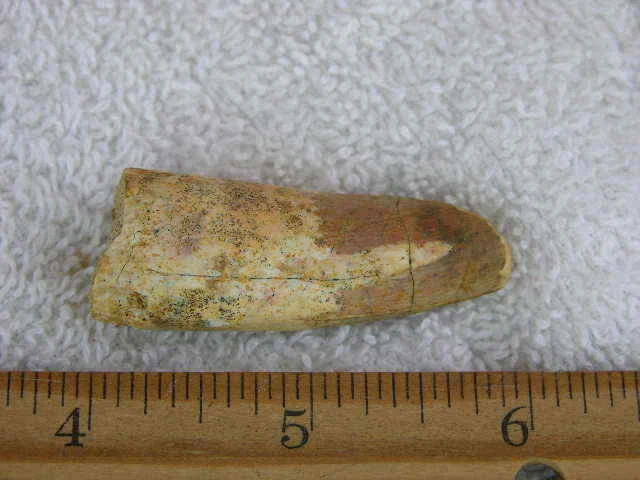 DINOSAUR FOSSIL TOOTH Spinosaurus Cretaceous Era bigger 2 inch long ...