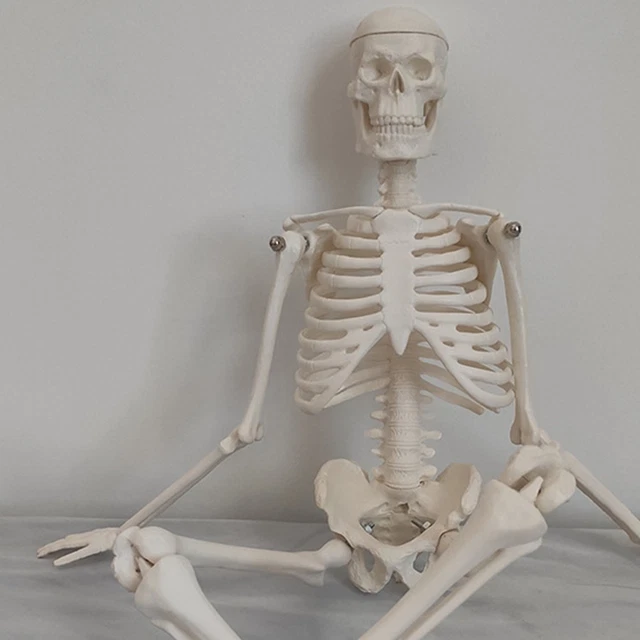 MEDICAL ANATOMICAL SKELETON Human Skeleton Model Scientific Model for ...