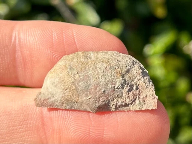FOSSIL BRACHIOPOD TEXAS Neochonetes publoensis Permian Age Pueblo ...