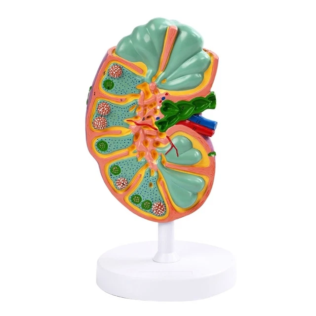 HUMAN LYMPH NODE Anatomy Model Anatomical PVC Lymphatic Structure Model ...