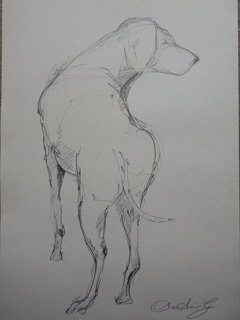 ORIGINAL LARGE HAND drawn pencil drawing sketch of a dog standing £39. ...