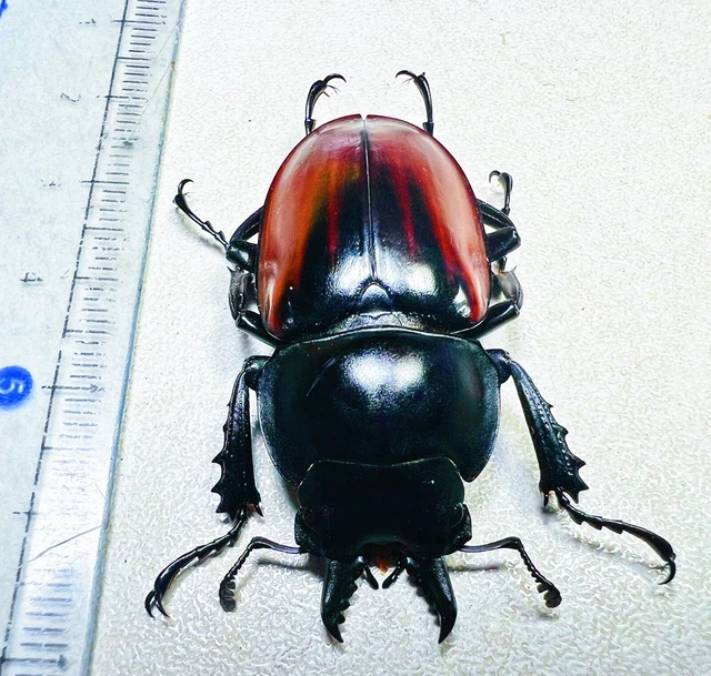 CERAMBYCIDAE LUCANIDAE COLEOPTERA Beetles Lucanus Neolucanus Hainan Is ...