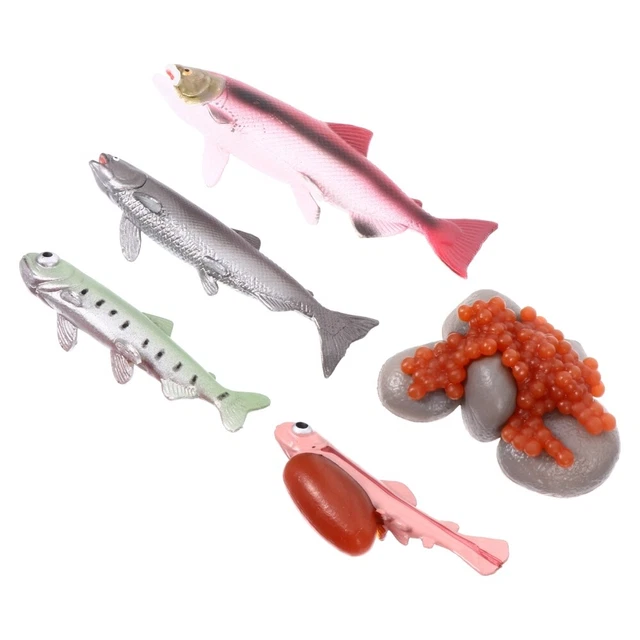 LIFE CYCLE OF Salmon Life Cycle Creature Ocean Figurines STEM Science ...