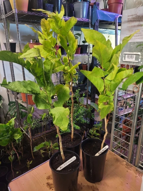 BEL PATTA ( bilwa ) aegle marmelos large plant stem in 2 ltr pot new ...