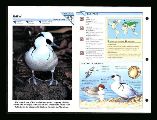 SMEW WILD LIFE Fact File Bird Animal Card Home School Study 2.137 $3.95 ...