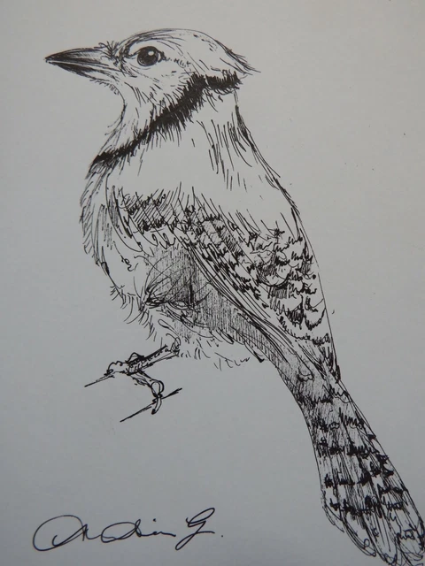 ORIGINAL SKETCH PEN & ink bird drawing of a Blue Jay on ivory white ...