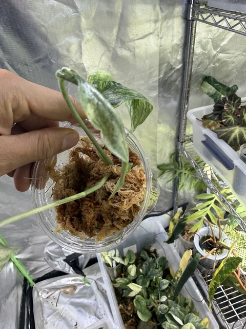 SCINDAPSUS BLUE ALBO Variegated ( No Monstera Philodendron ) $30.00 ...