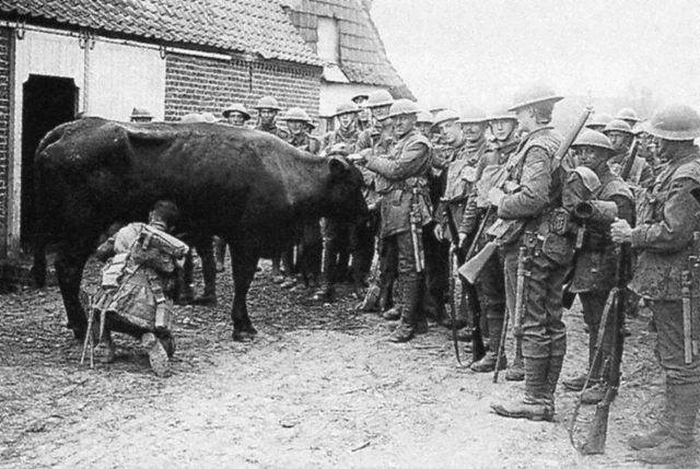 WW1 - TRAFFICKING in a Cow by Hungry Englishmen in April 1918 £1.75 ...