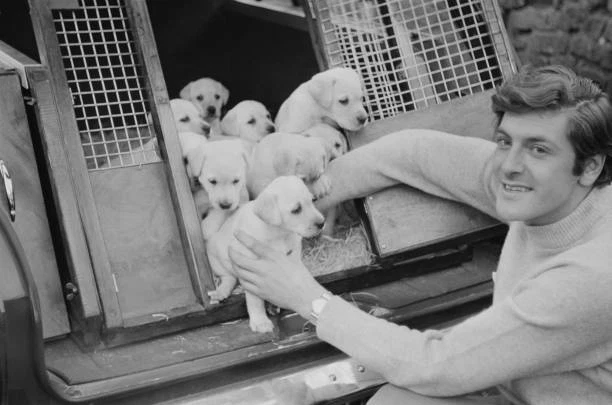 BRITISH TELEVISION HOST and actor Peter Purves with Labrador puppi- Old ...