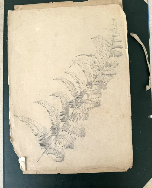 ANTIQUE DRAWING STUDY fern plant 19th century pencil on paper ...