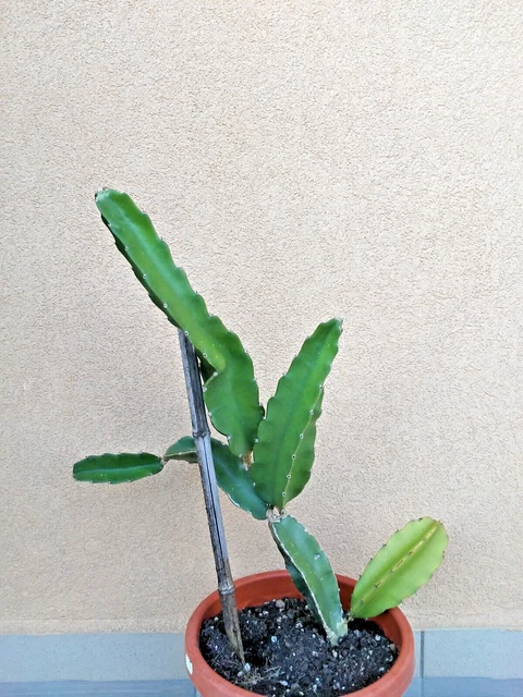 PIANTA PITAYA FRUTTO Del Drago Hylocereus Undatus EUR 9,50 - PicClick IT