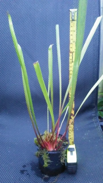 SARRACENIA X MOOREI “Red Throat” JSH71 carnivorous plant £6.51 ...