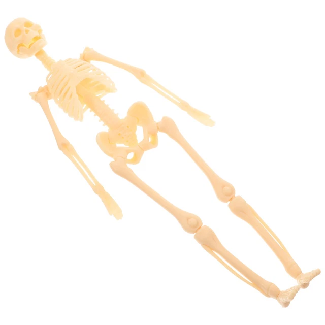 HUMAN SKELETON MODEL Child Skeletal System Body Anatomy for Kids £6.75 ...