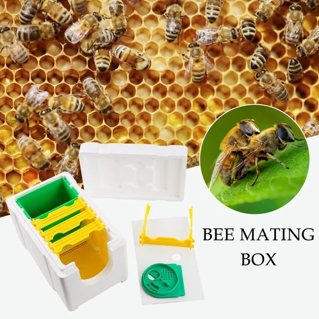 BEE MATING NUC Hive Queen Bee Breeding Box High Density Beekeeping\ Box ...