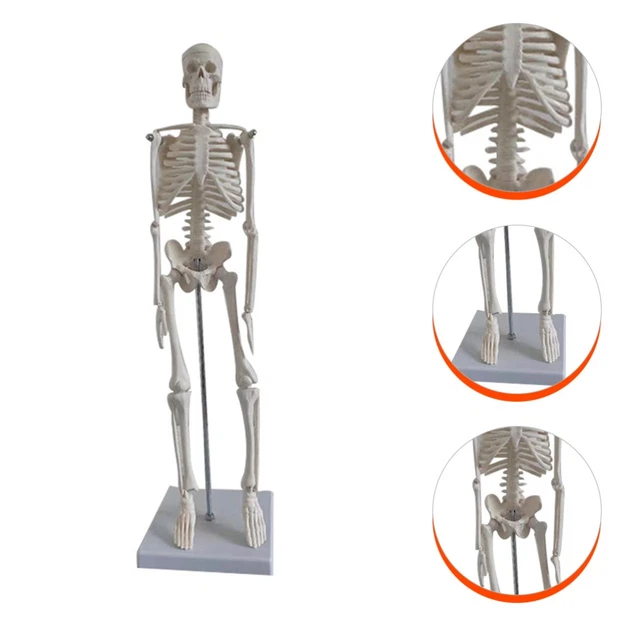 MEDICAL ANATOMICAL SKELETON Human Skeleton Model Scientific Model for ...