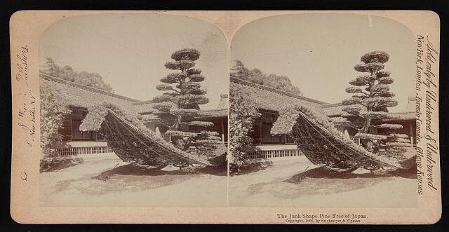 THE JUNK SHAPE pine tree of Japan, Japan Old Historic Photo EUR 6,19 ...