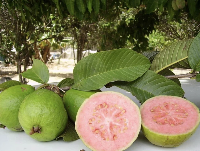 PSIDIUM PINK APPLE Guava Seeds - Psidium Guajava - Limited Stock $7.00 ...
