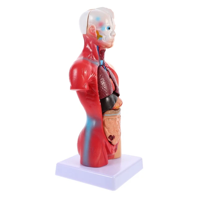 HUMAN TORSO BODY Model Anatomy Anatomical Internal Organs for Teaching ...