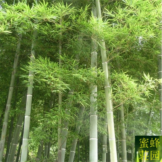 25 SEMI DI Bambù Testa di gatto,Phyllostachys bamboo Gigante del sud ...