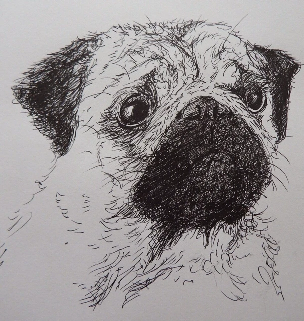 ORIGINAL BLACK PEN & ink dog drawing of the face head of a pug on paper ...