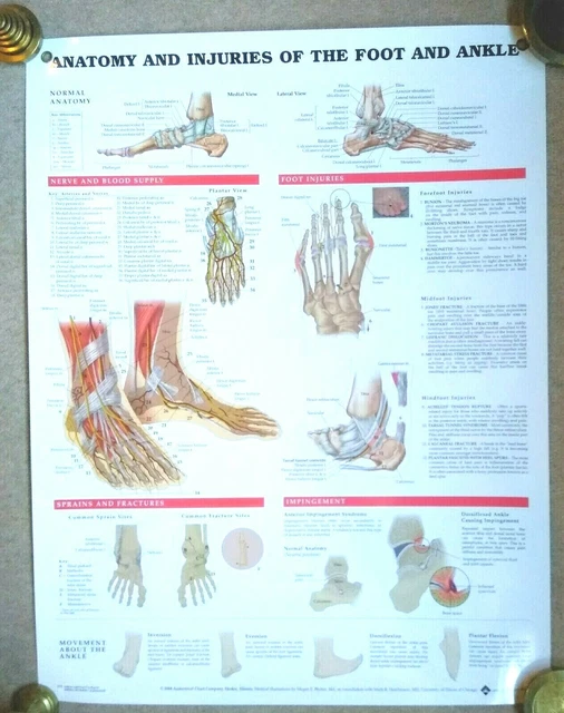 ANATOMY & INJURIES of the Foot & Ankle - Anatomical Chart Co Illinois Wall Chart £12.99 ...