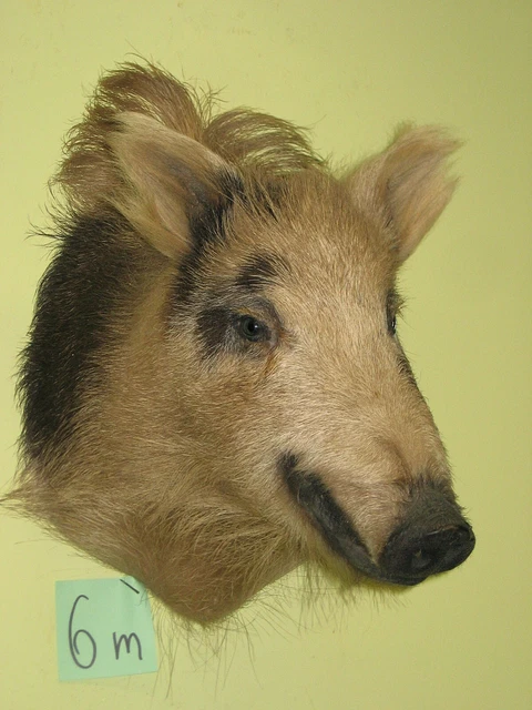WILD BOAR HEAD (no. 6m), Taxidermy, Trophies £197.00 - PicClick UK
