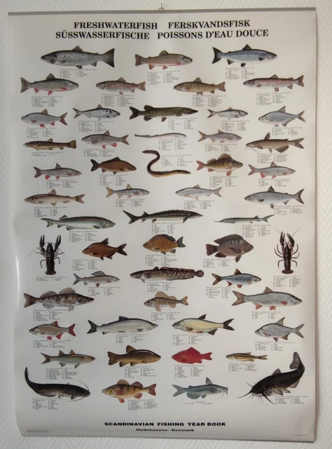 GRANDE AFFICHE PUBLICITAIRE et pédagogique LES POISSONS D'EAU DOUCE EUR 12,00 - PicClick FR
